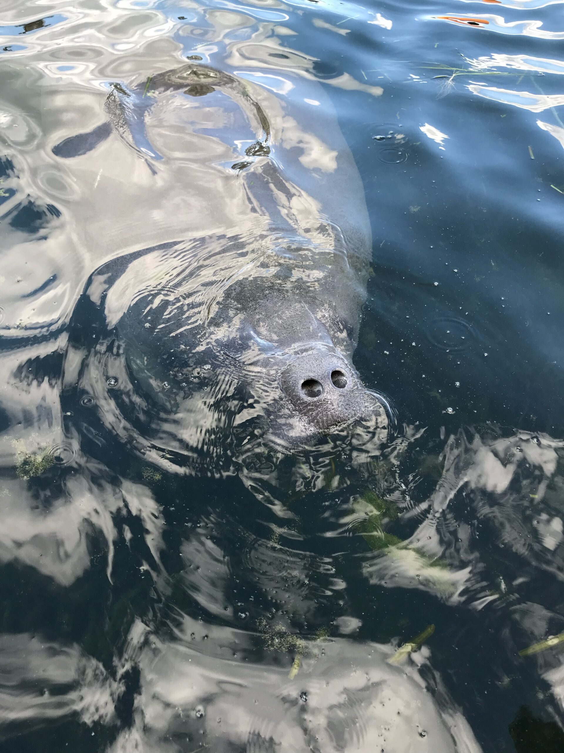 Crystal River - Crystal River Manatee Fun
